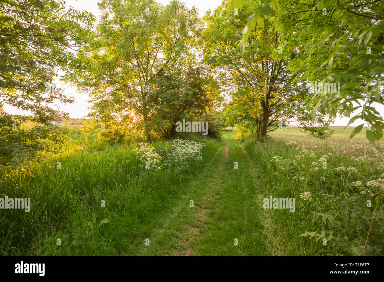 The sun shines through the trees, spring path Stock Photo - Alamy