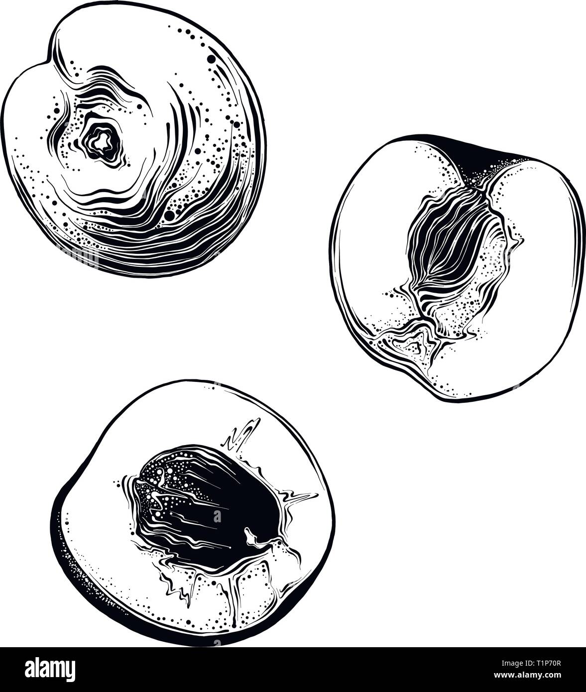 Hand drawn sketch of apricot in black color. Isolated on white ...