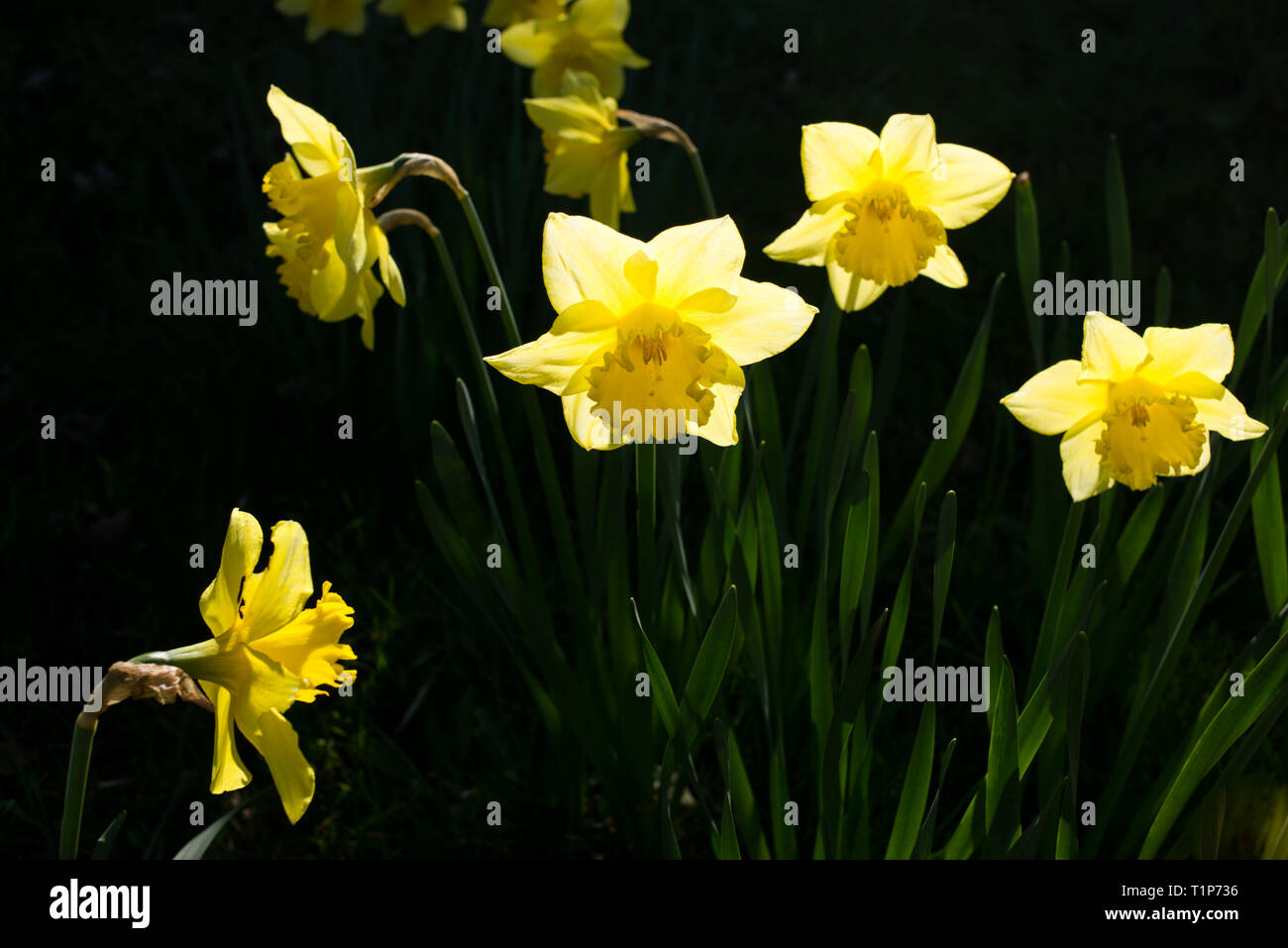 The light from behind hi-res stock photography and images - Alamy