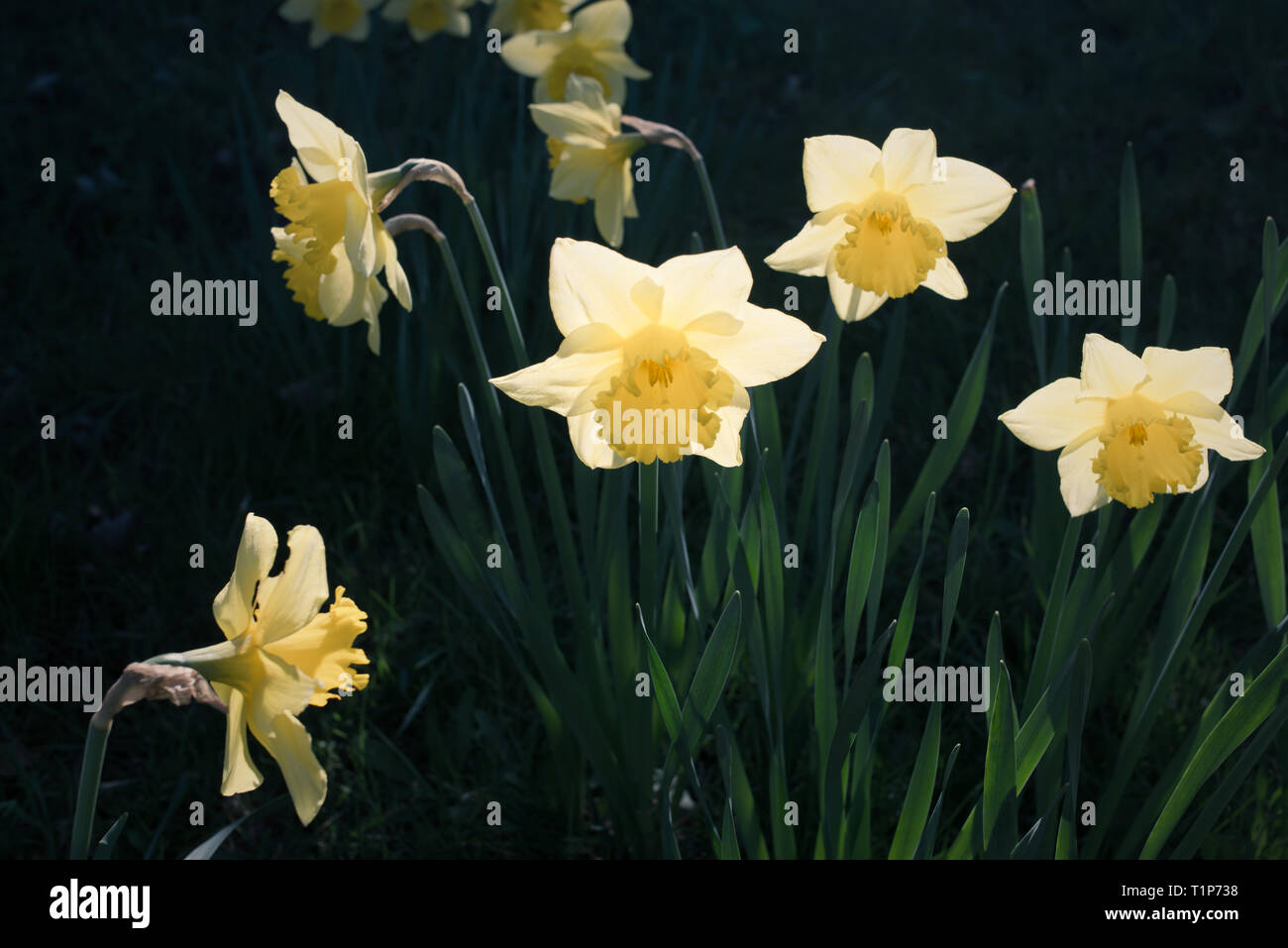 Daffodils from behind hi-res stock photography and images - Alamy