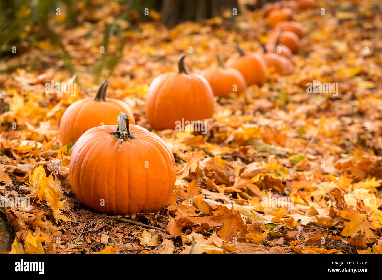 Row pumpkins hi-res stock photography and images - Alamy