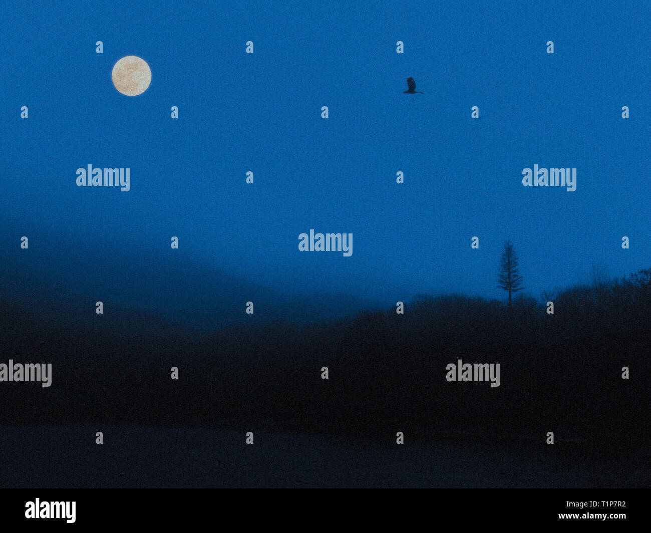 Moon and bird Stock Photo - Alamy