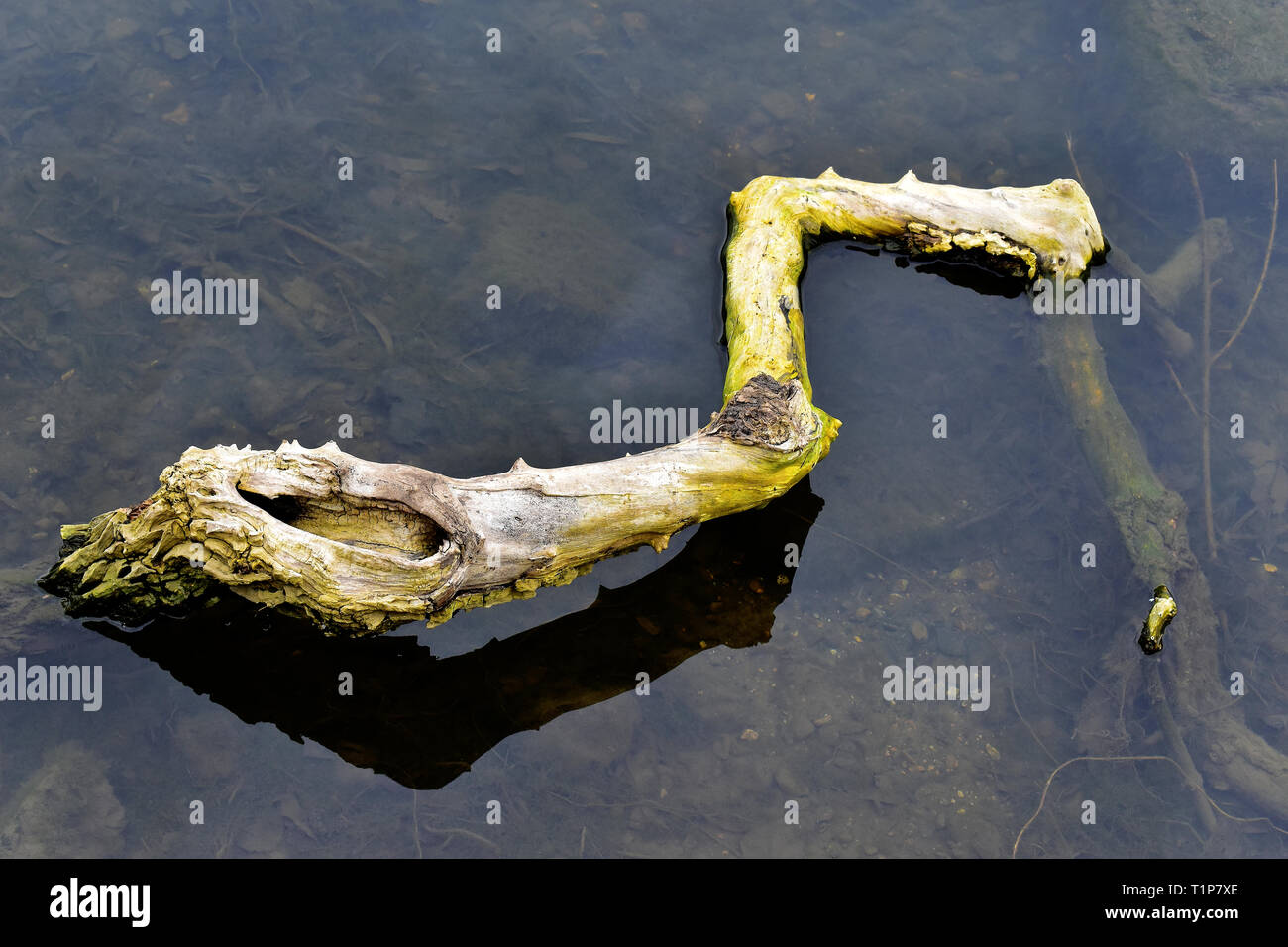 Fallen tree branch in small pond Stock Photo - Alamy