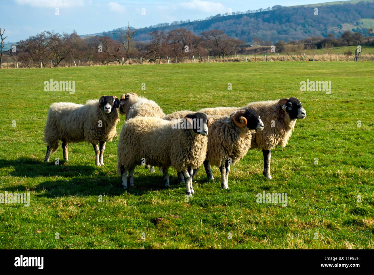 Group of rams hi-res stock photography and images - Alamy