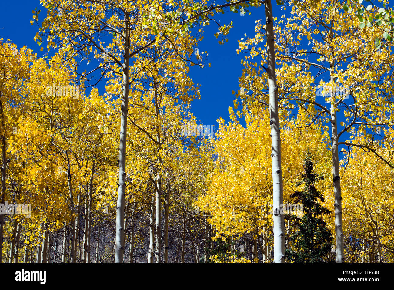 Geneva creek hi-res stock photography and images - Alamy