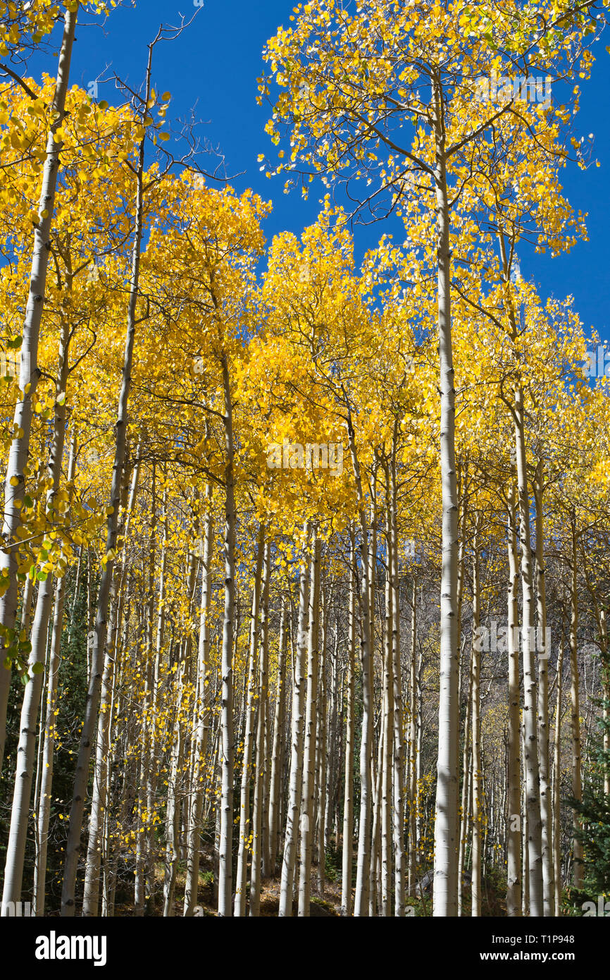 American amber tree hi-res stock photography and images - Alamy