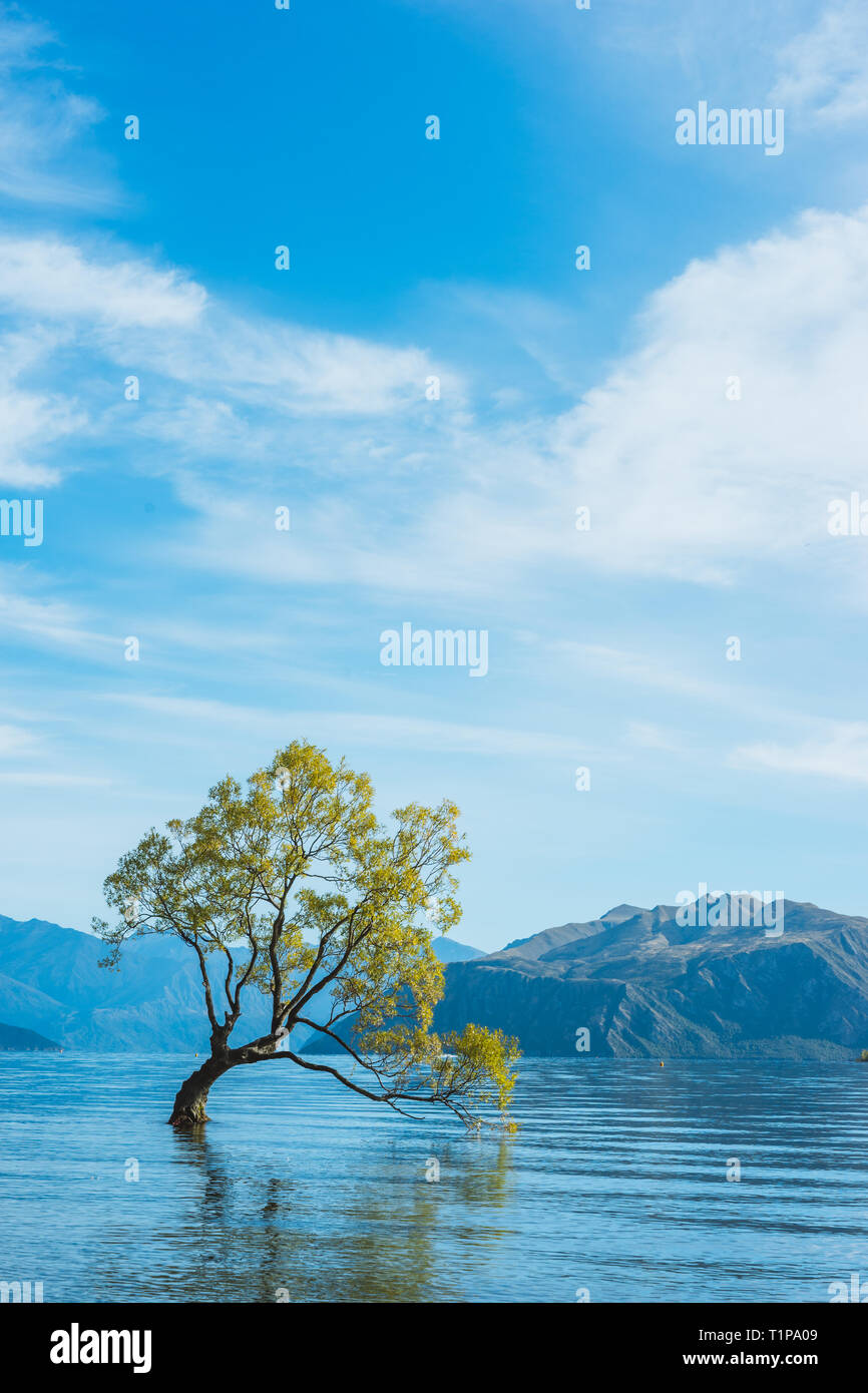 Wanaka Tree in water Stock Photo - Alamy