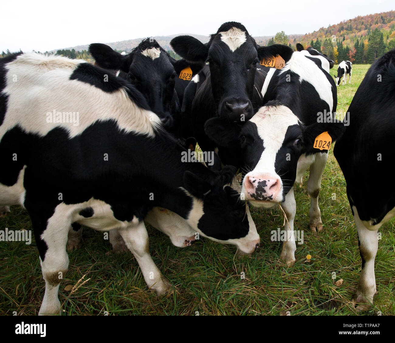 Cows whiskers hi-res stock photography and images - Alamy