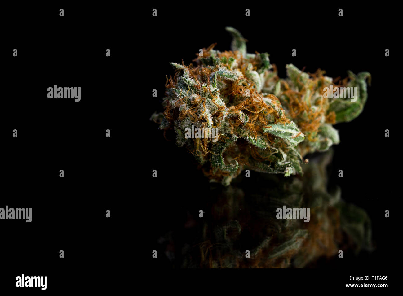 close up of a cut and trimmed bud of marijuana on a black reflective ...