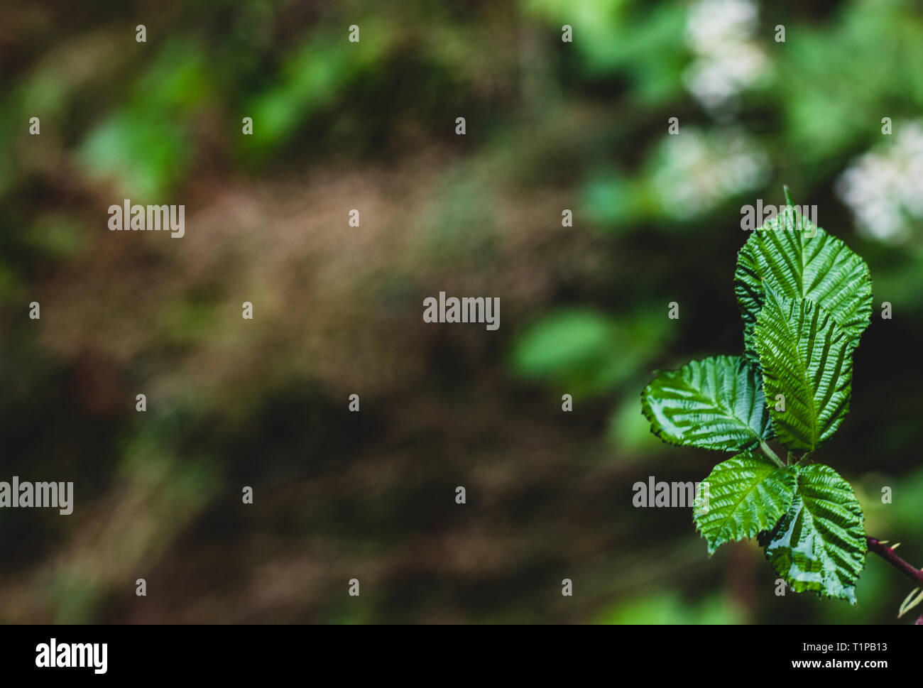 Wet Green forest floor leaves growing on a shrub after the rain Stock ...