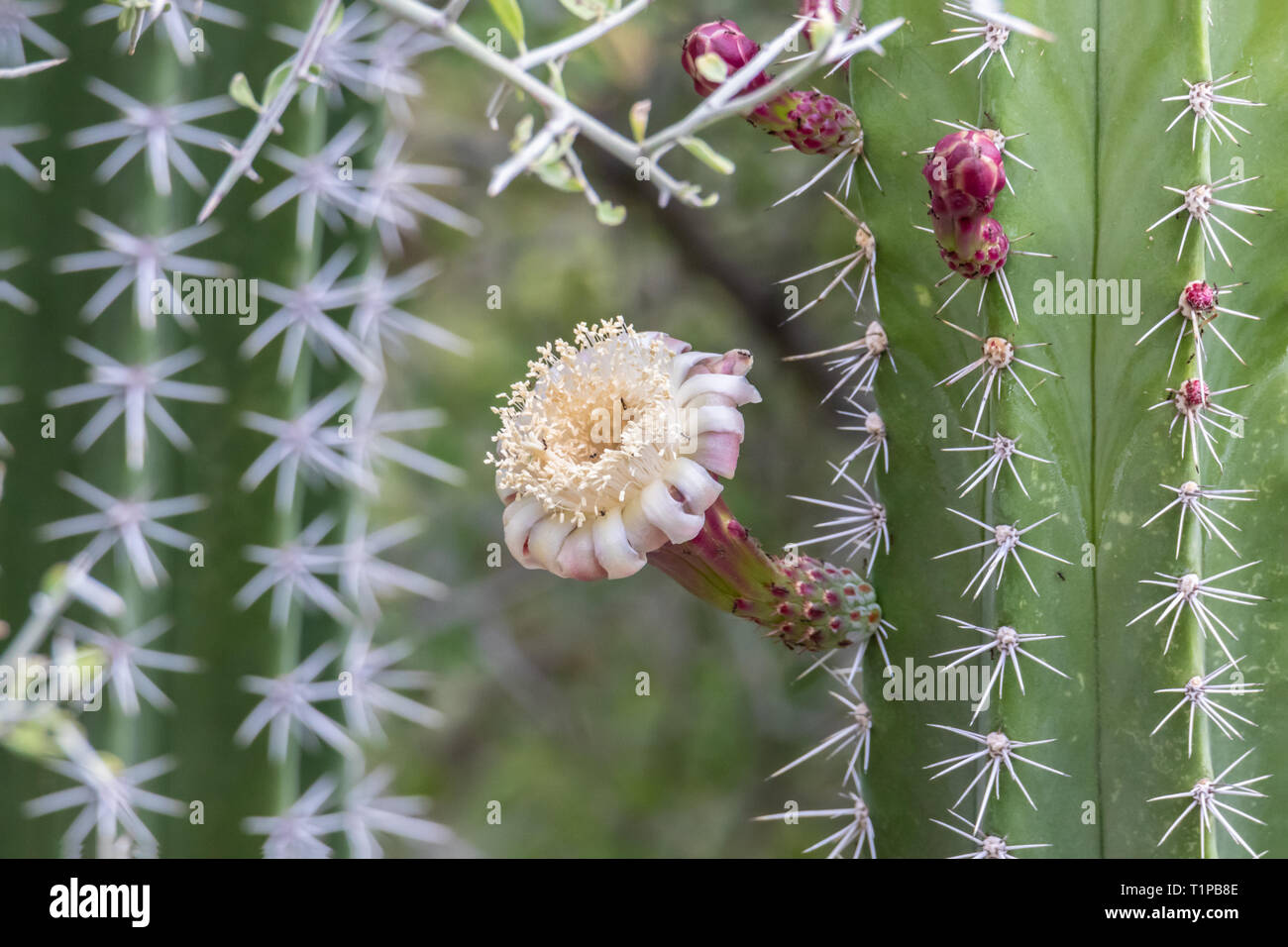 Second bloom hi-res stock photography and images - Alamy