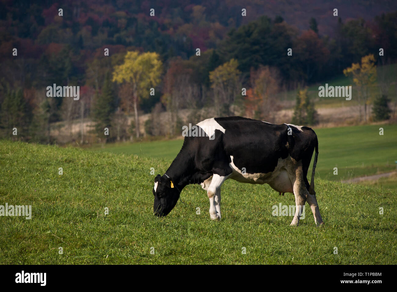 Kirby, Caledonia County, Vermont, USA Stock Photo - Alamy