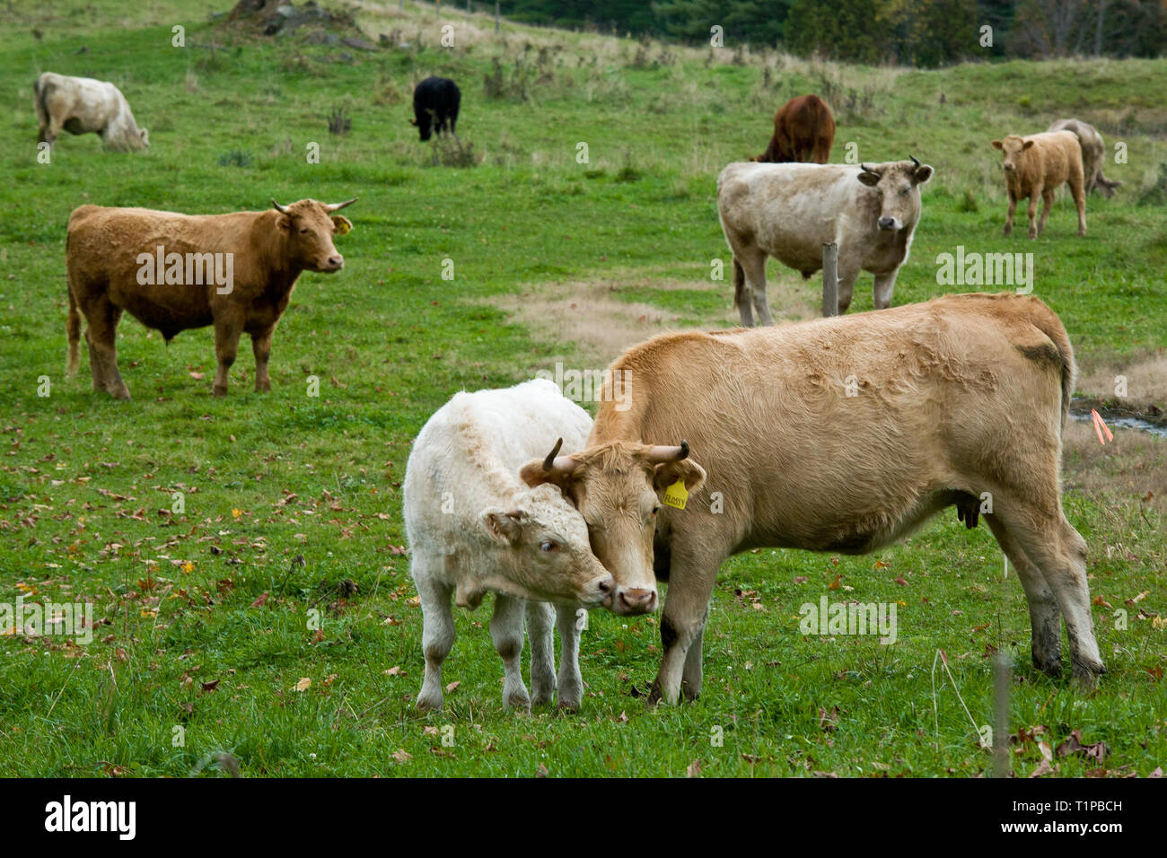 Marshfield And Vermont High Resolution Stock Photography and Images - Alamy