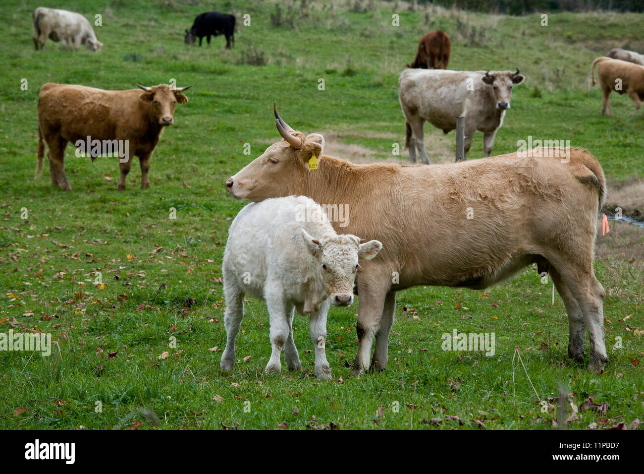 Marshfield and vermont hi-res stock photography and images - Alamy