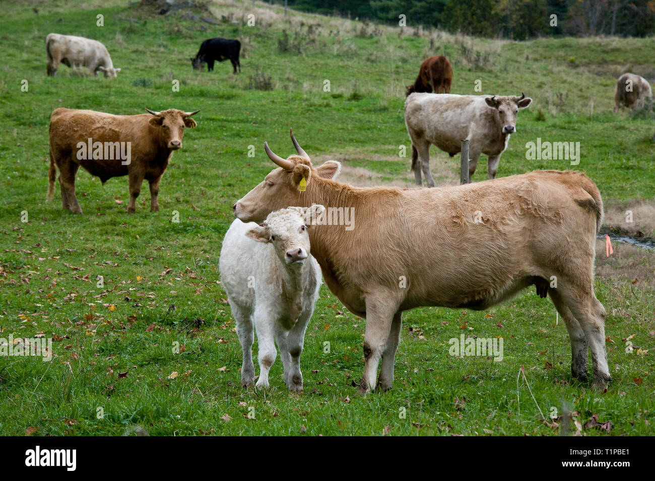 Marshfield And Vermont High Resolution Stock Photography and Images - Alamy