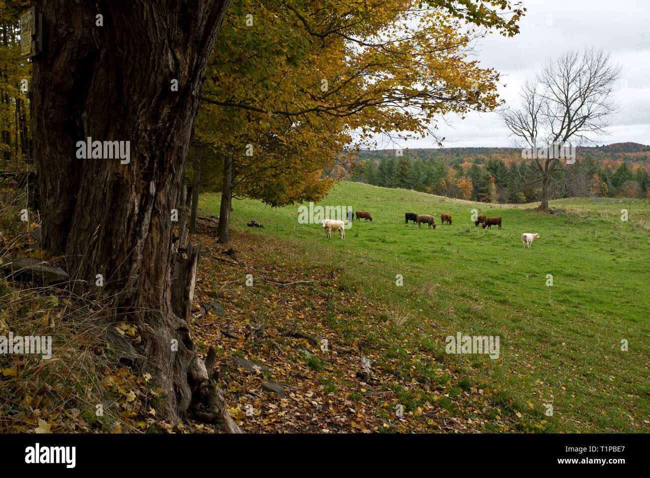 Marshfield And Vermont High Resolution Stock Photography and Images - Alamy
