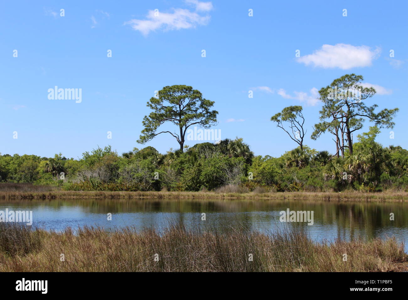 Landscape picture of Salt Springs State Park. This area is very cool ...