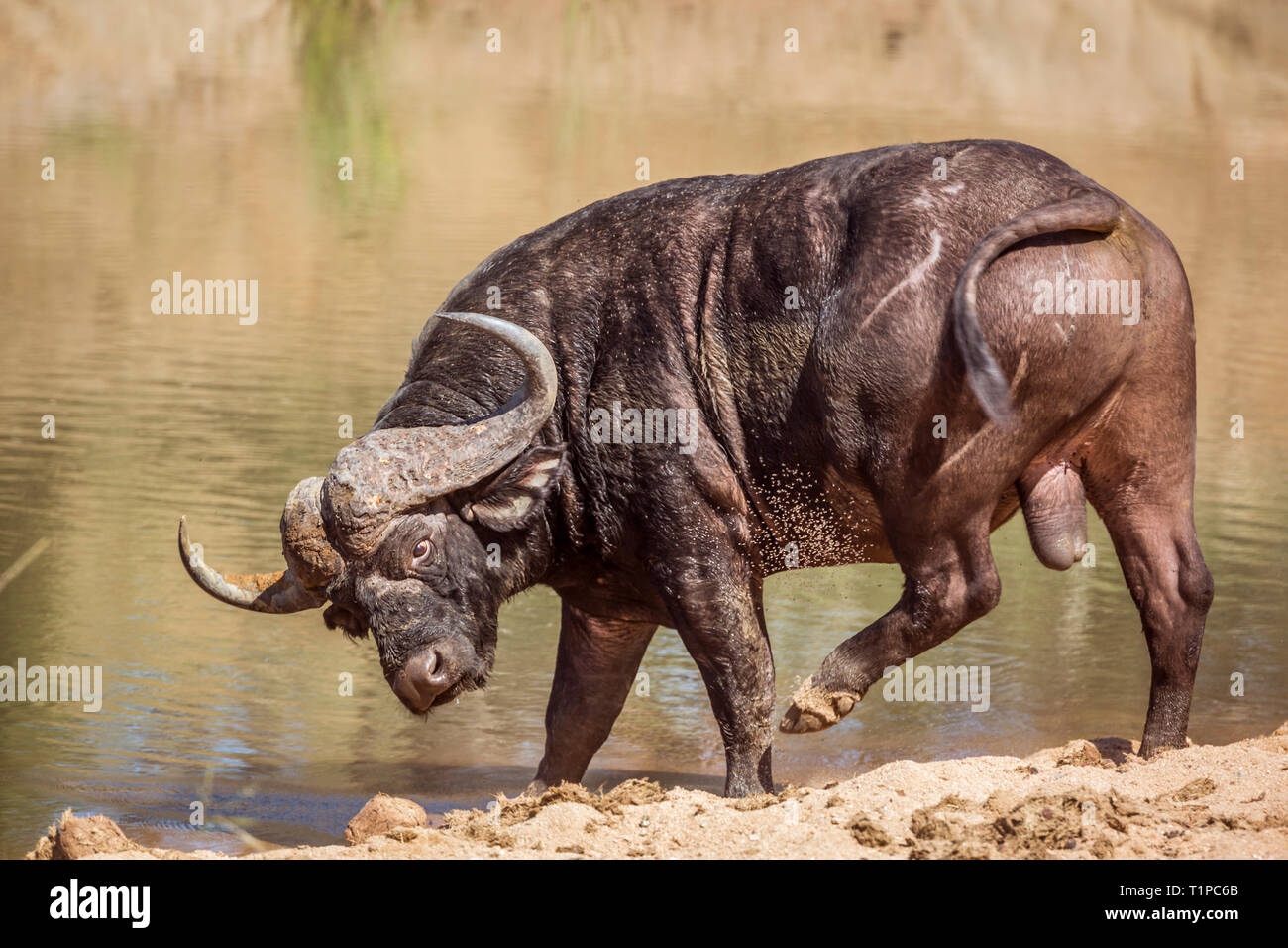 Angry african buffalo hi-res stock photography and images - Alamy