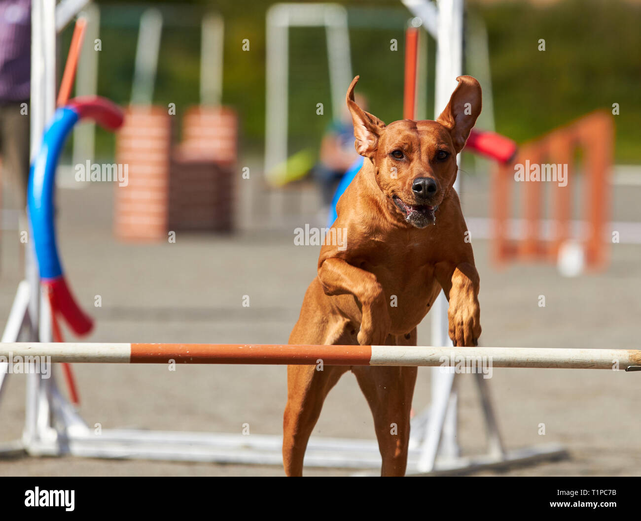 Dog Training Jumping