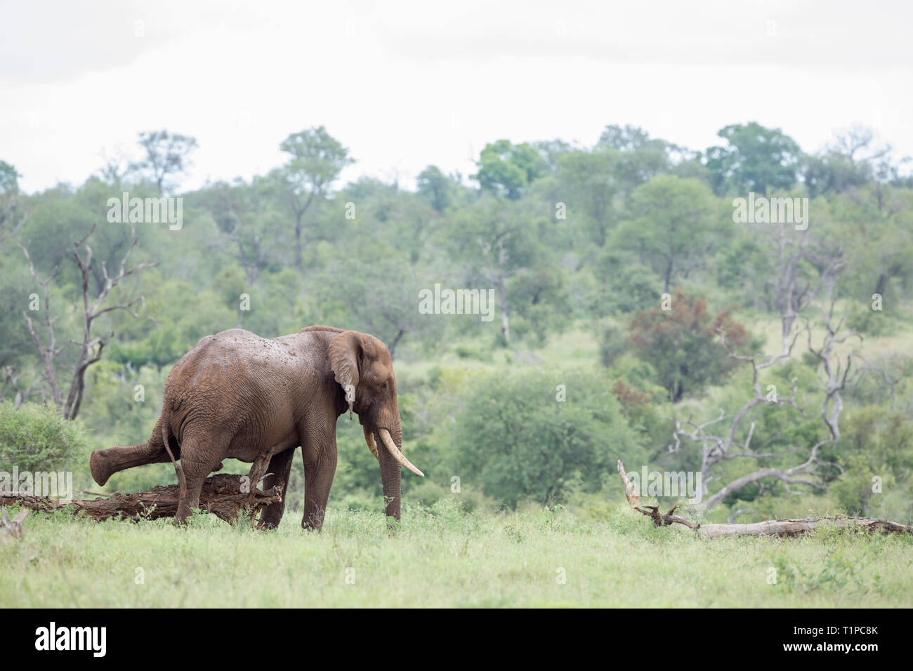 African bush elephant scratching his belly in Kruger National park ...