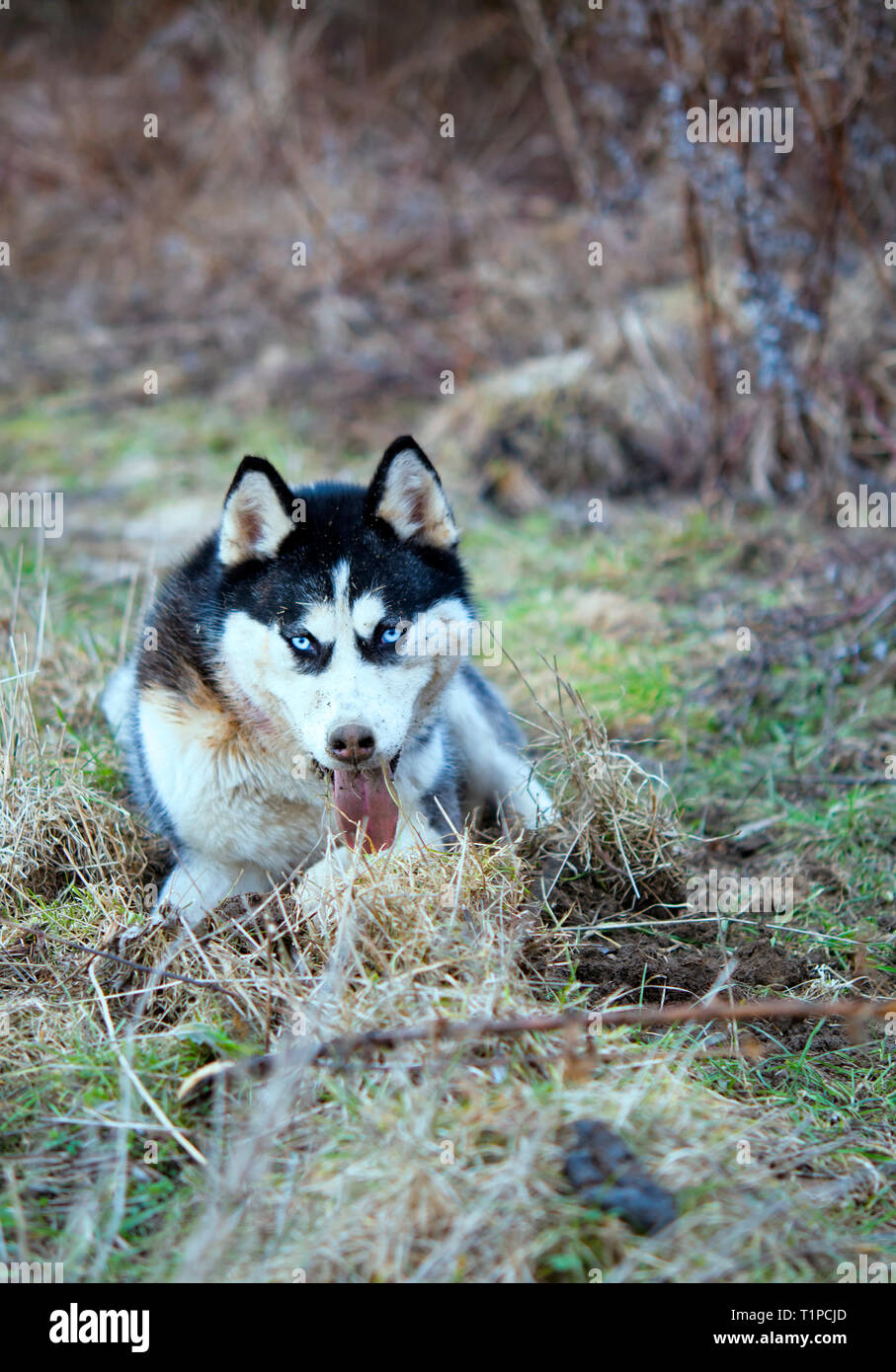 Husky in forest hi-res stock photography and images - Alamy