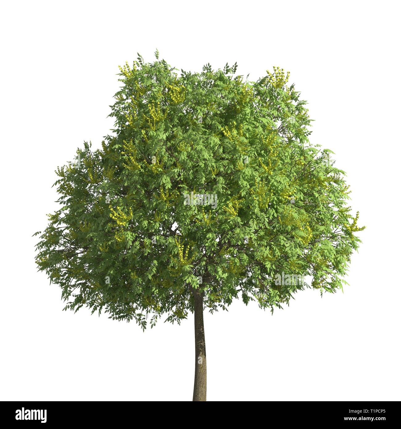Tree 3d illustration isolated on the white background Stock Photo - Alamy