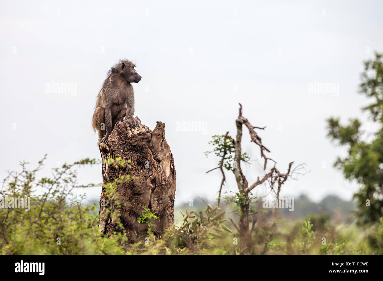 Chacma baboon on guard in Kruger National park, South Africa ; Specie ...