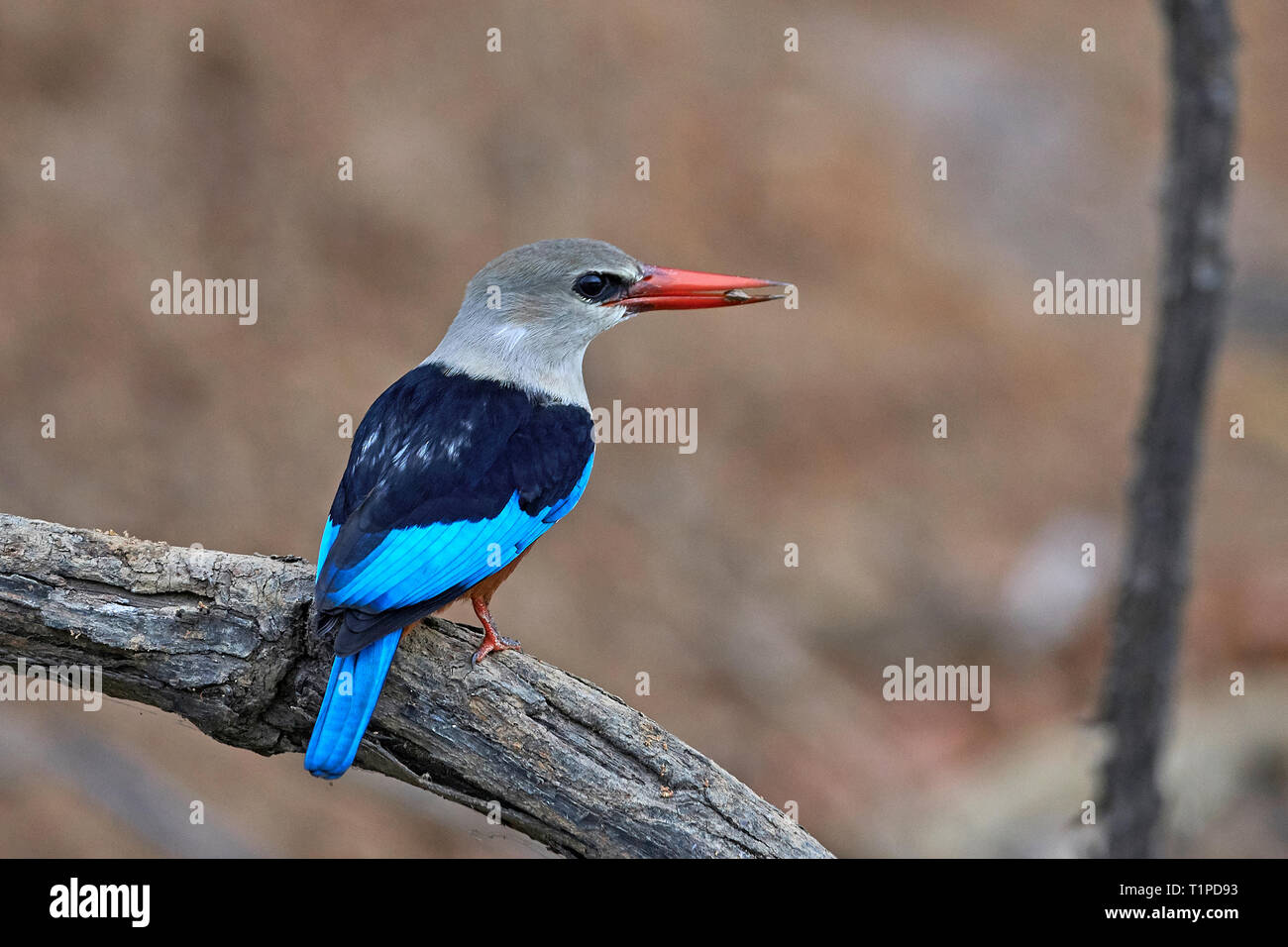 Grey-headed kingfisher in its natural habitat in Senegal Stock Photo ...