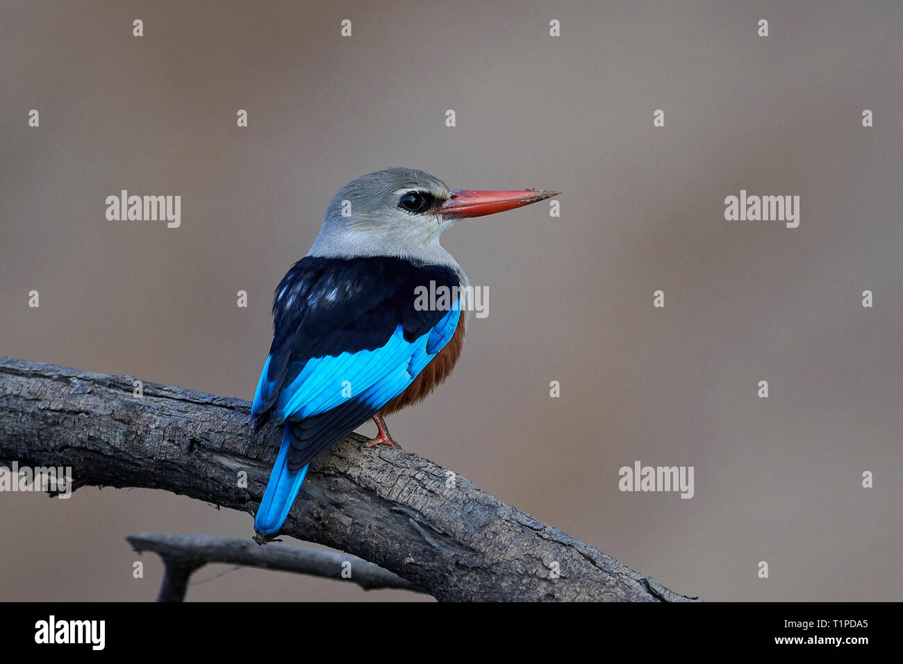Grey-headed kingfisher in its natural habitat in Senegal Stock Photo ...