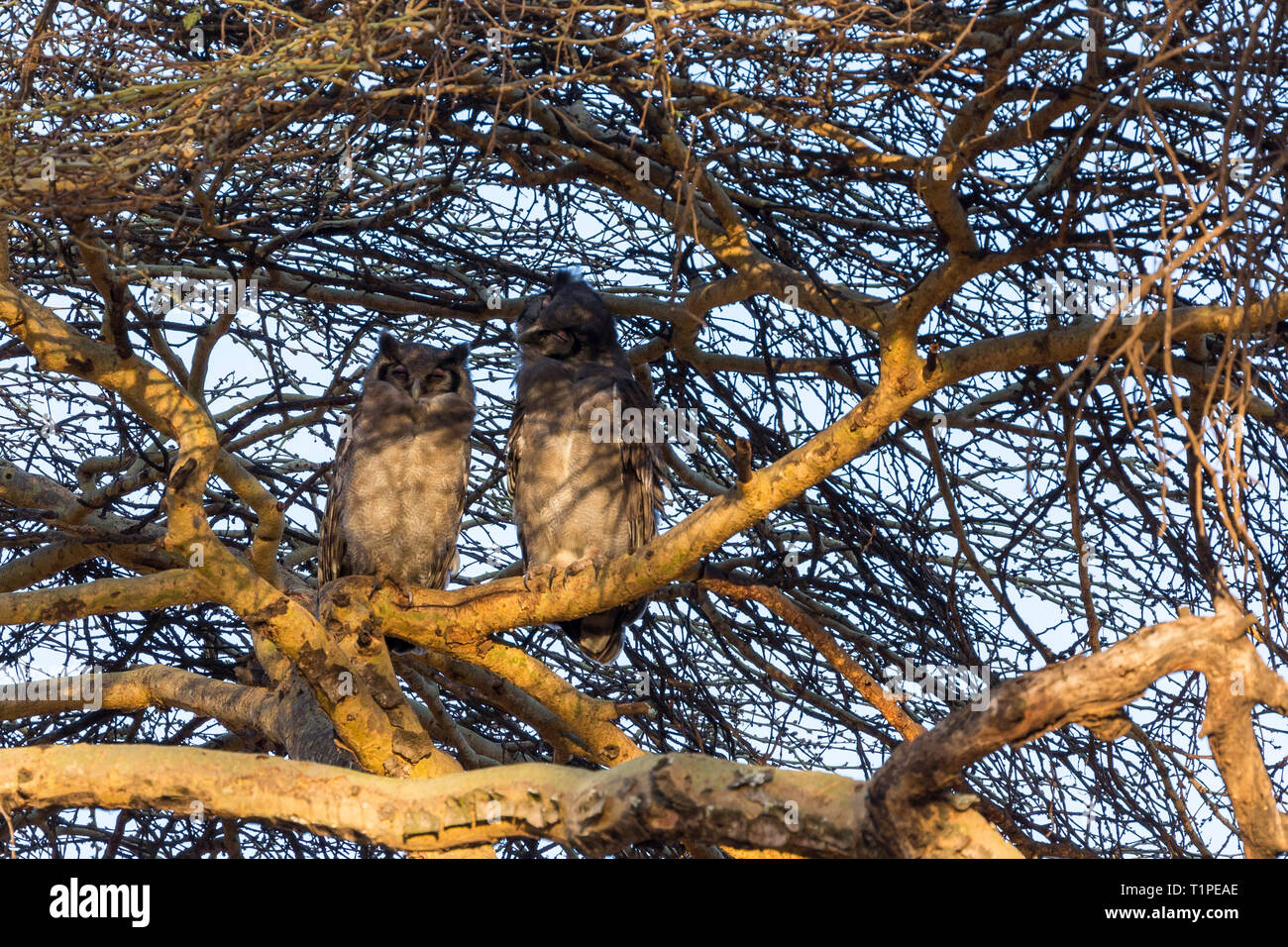 A pair of Verreaux's eagle-owl roosting in a tree near the swamp area ...