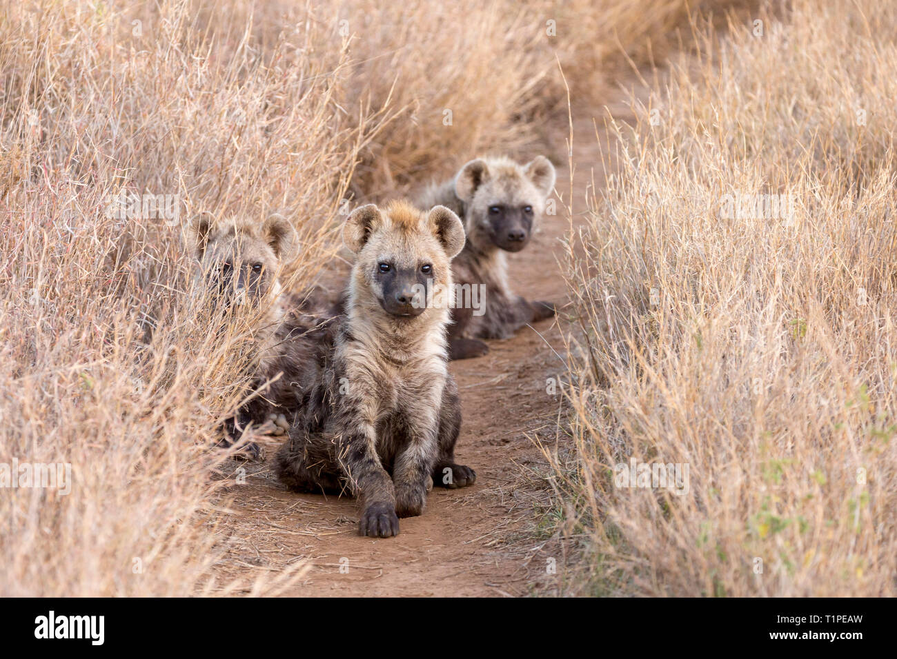 A small group of juvenile spotted hyena on a side track in open ...
