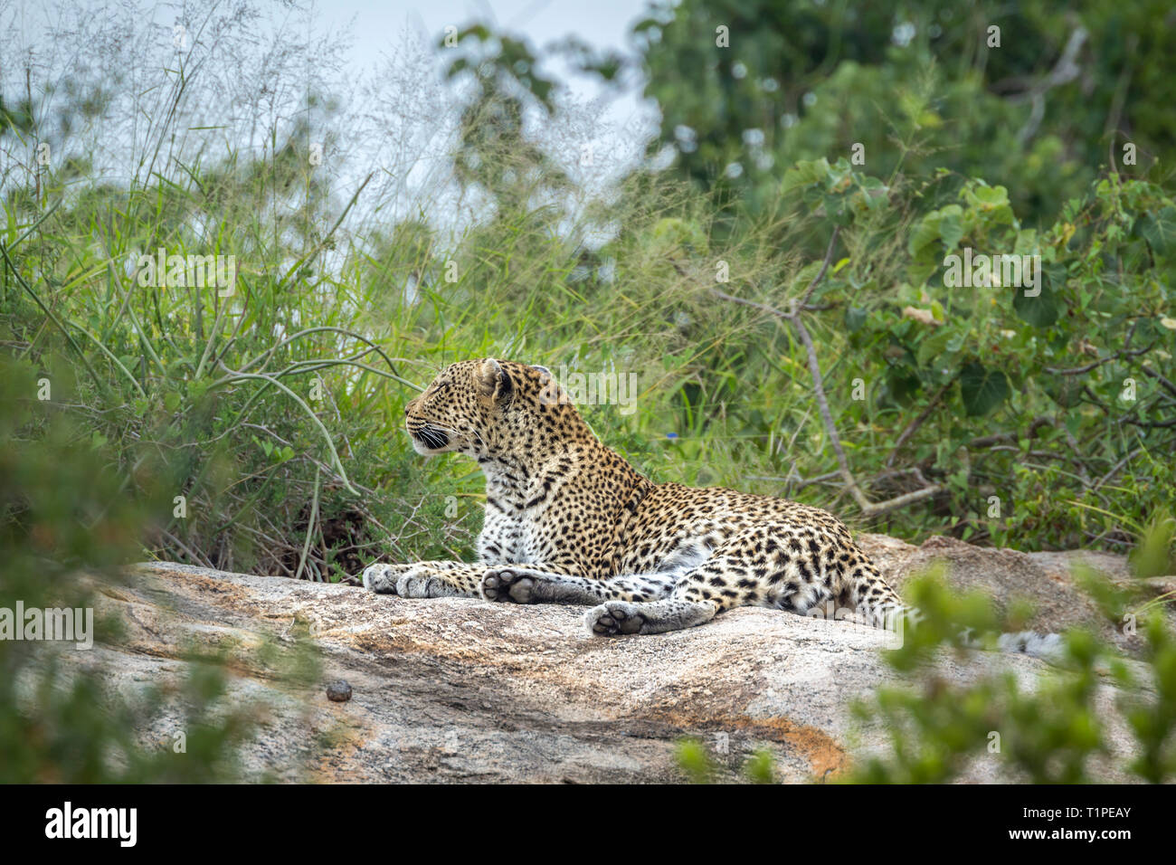 Leopard lying down on rock in Kruger National park, South Africa ...