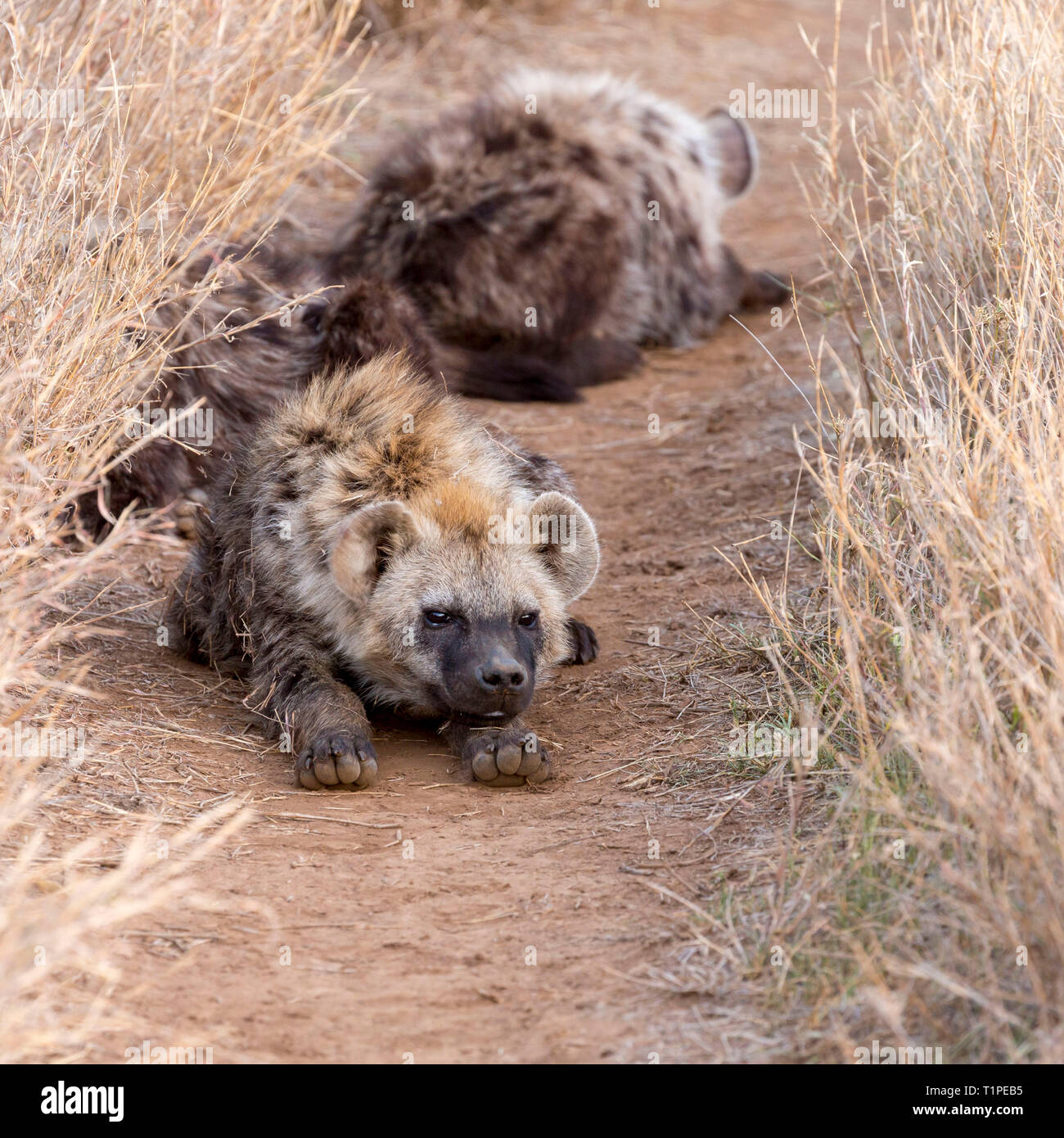 A small group of juvenile spotted hyena on a side track through open ...