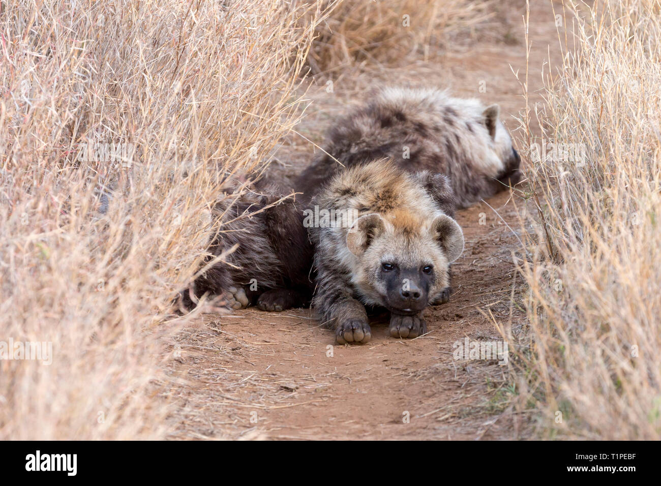 A small group of juvenile spotted hyena on a side track through open ...