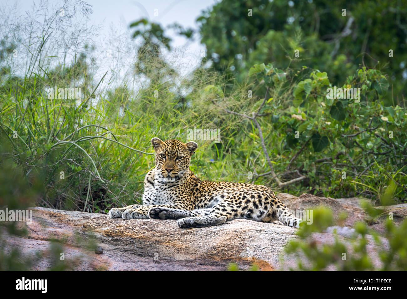 Leopard lying down on rock in Kruger National park, South Africa ...