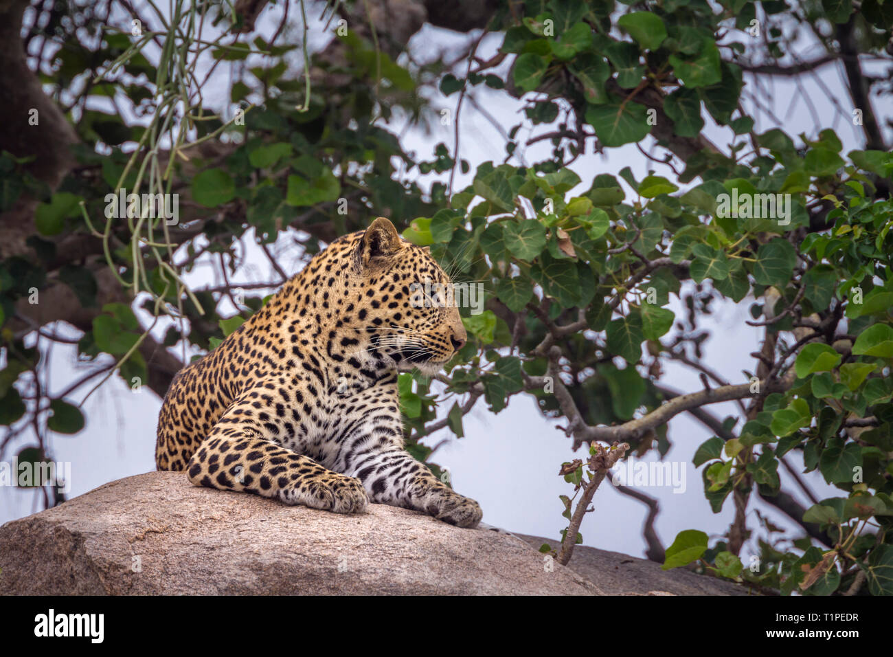 Leopard male lying down on rock in Kruger National park, South Africa ...