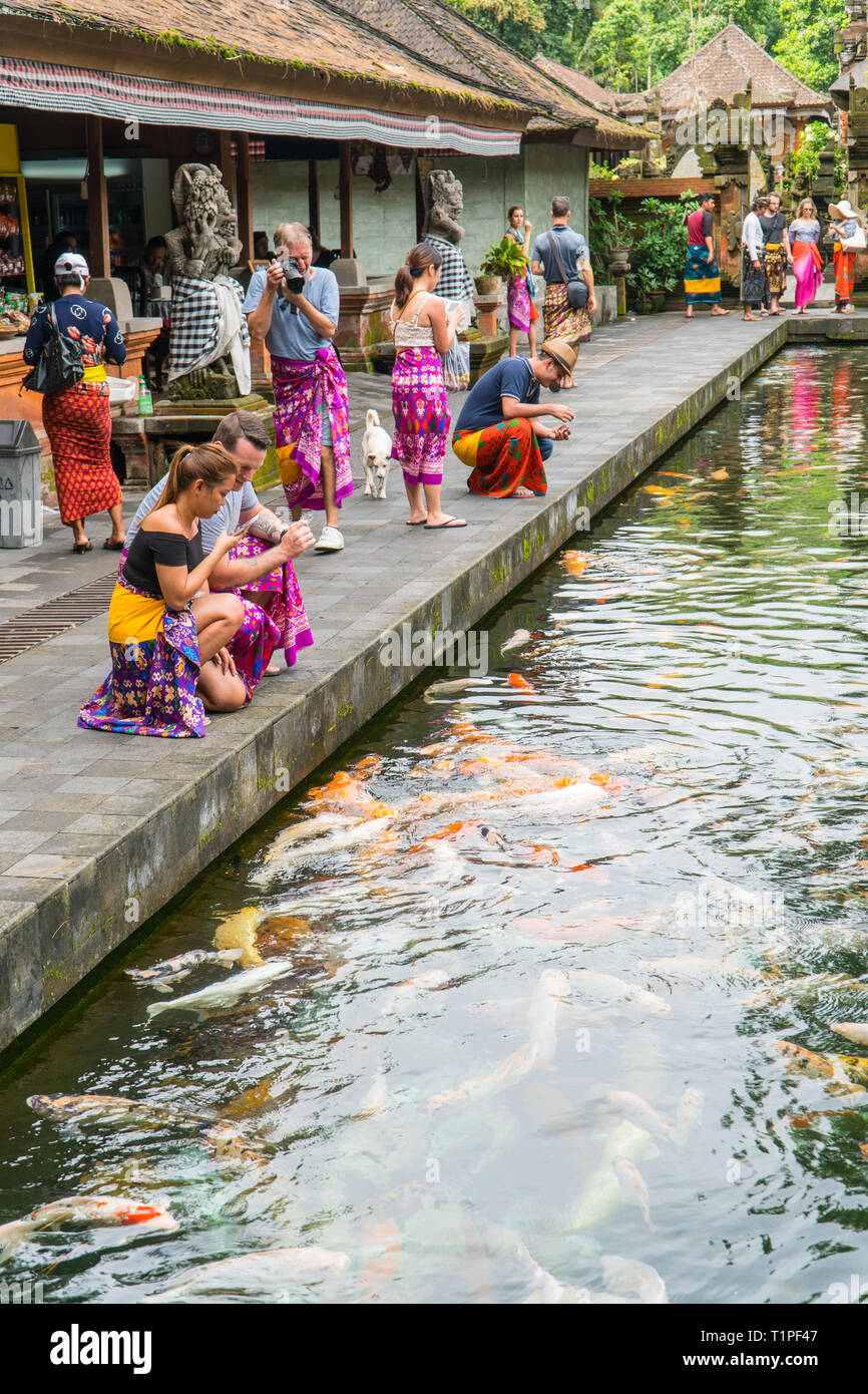 Bali, Indonesia - january 22, 2019: People feed fish in a bath with ...