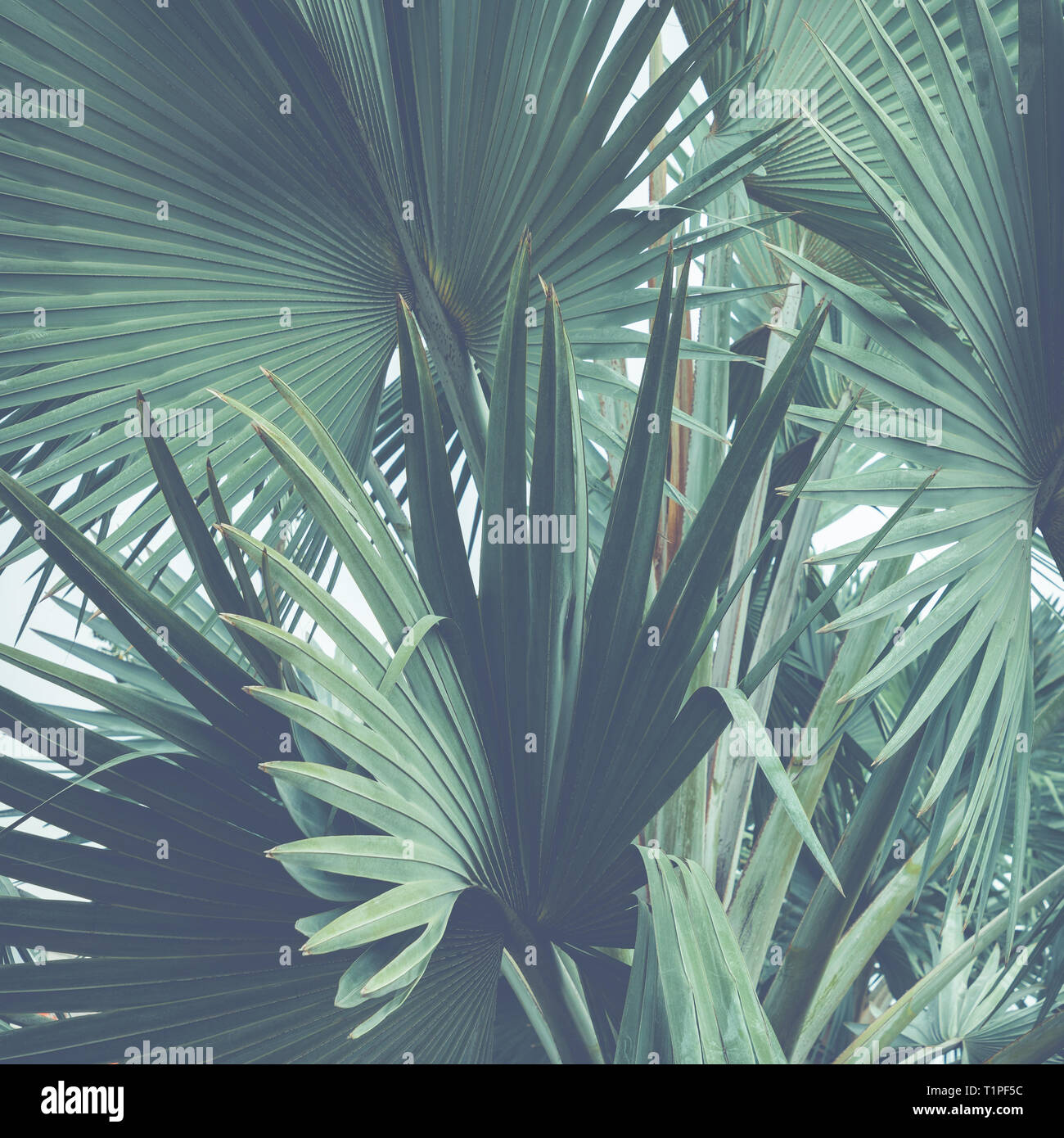 Tropical Palm Tree Leaves Stock Photo - Alamy
