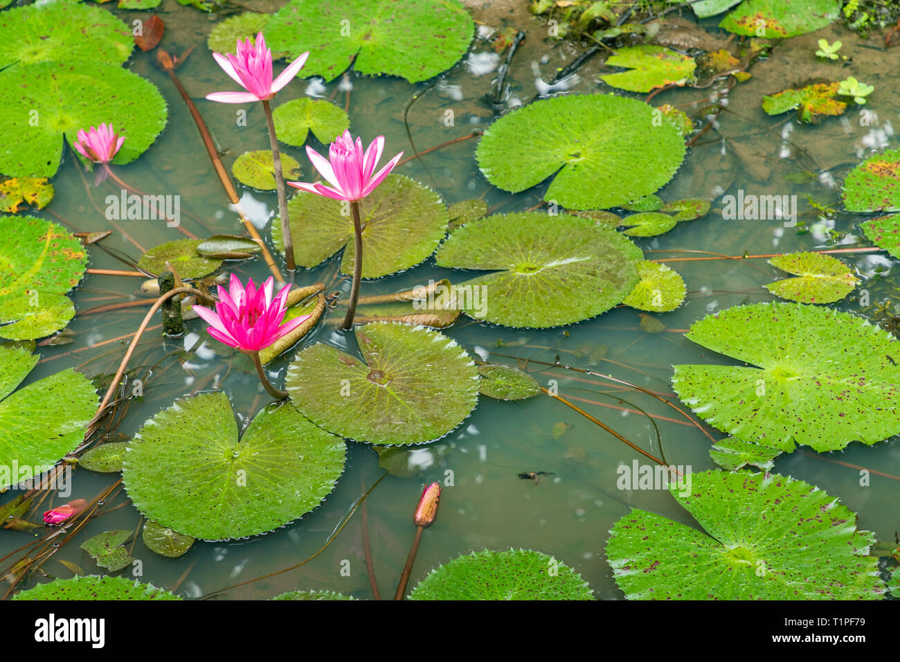 Beautiful Pink Lotus, water plant with reflection in a pond. Green ...