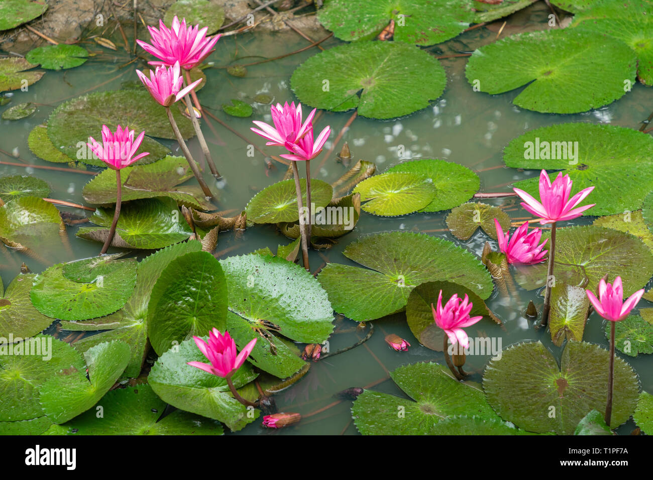 Beautiful Pink Lotus, water plant with reflection in a pond. Green ...
