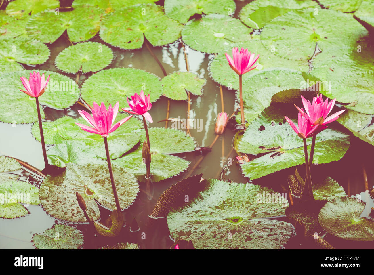 Beautiful Pink Lotus, water plant with reflection in a pond. Green ...