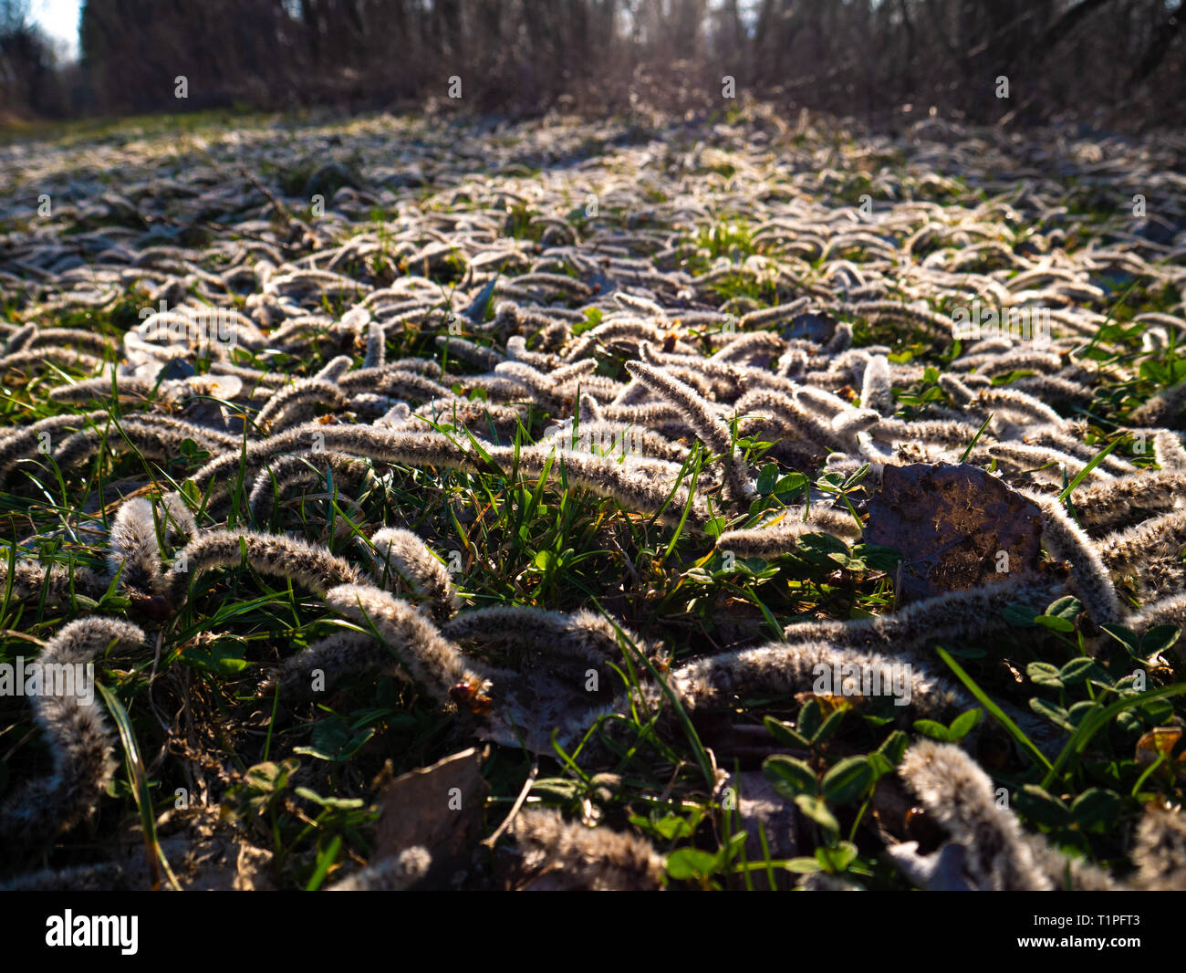 Silver Leaf Poplar High Resolution Stock Photography and Images - Alamy