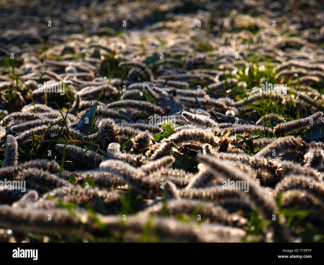 Black poplar aspen hi-res stock photography and images - Alamy