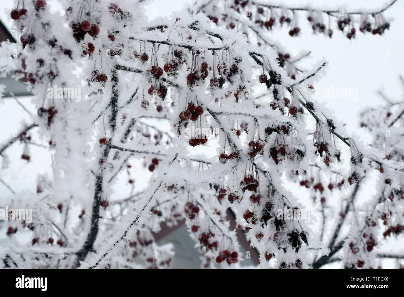 snow and ice Stock Photo - Alamy