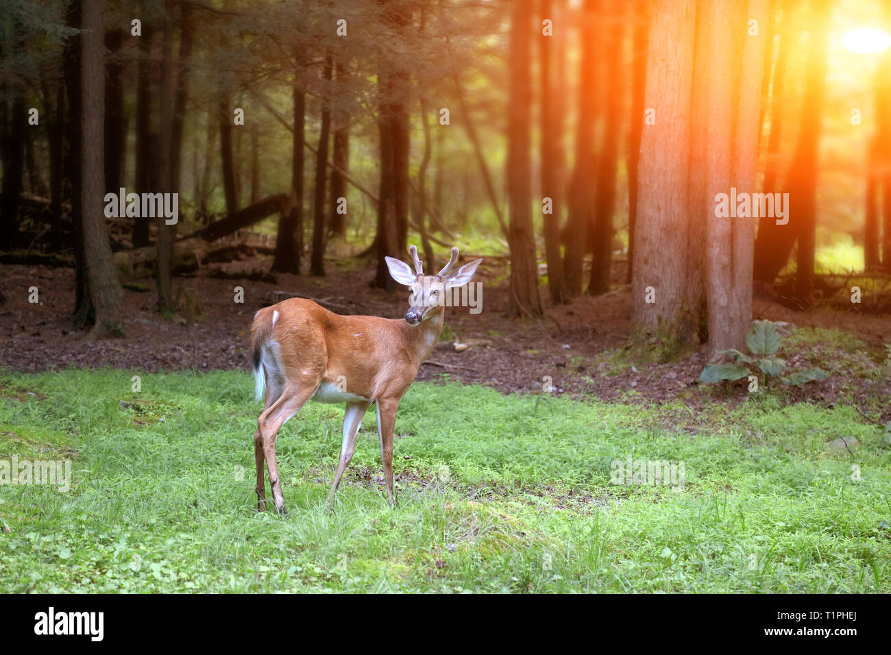 Deer in the forest and Sunset Young buck Stock Photo - Alamy