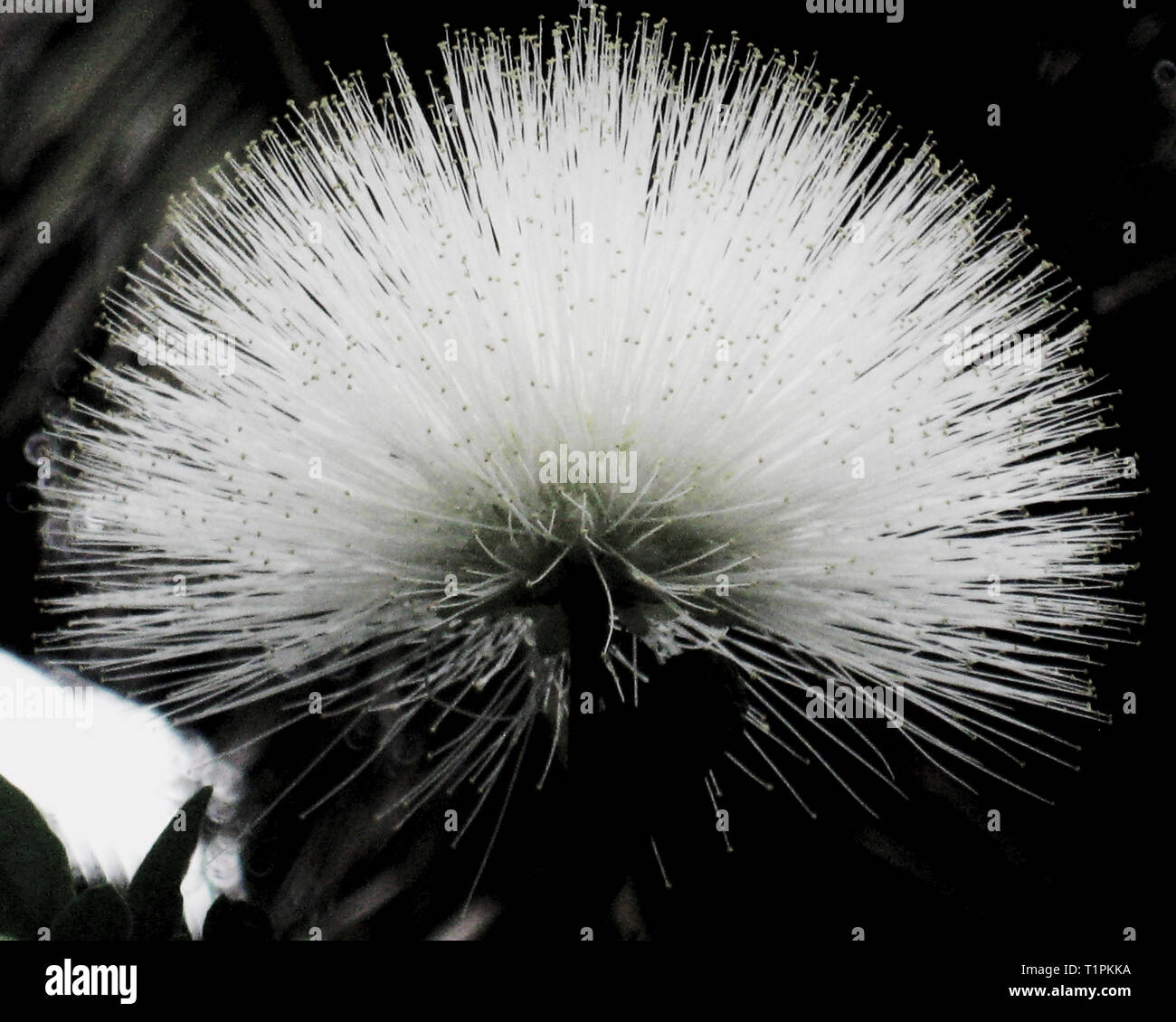 Puke hi-res stock photography and images - Alamy