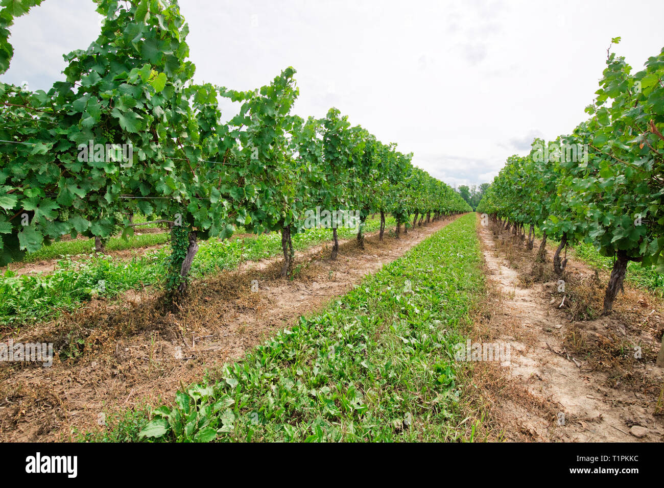 Niagara on the Lake Grape fields that produce famous Ontarian wind and ...