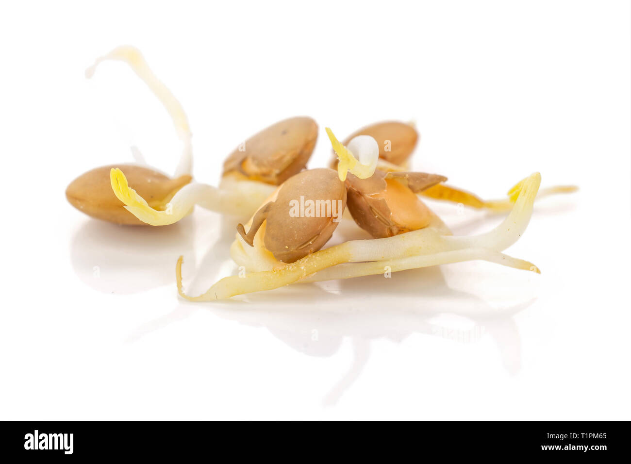 Group of five whole raw fresh yellow lentil sprouts isolated on white ...