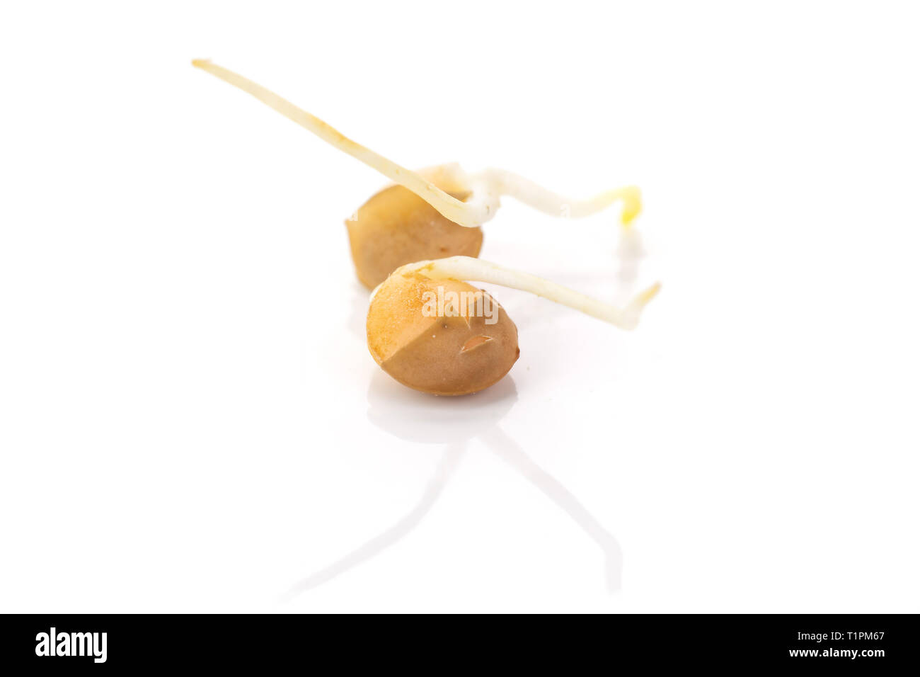 Group of two whole raw fresh yellow lentil sprouts isolated on white ...