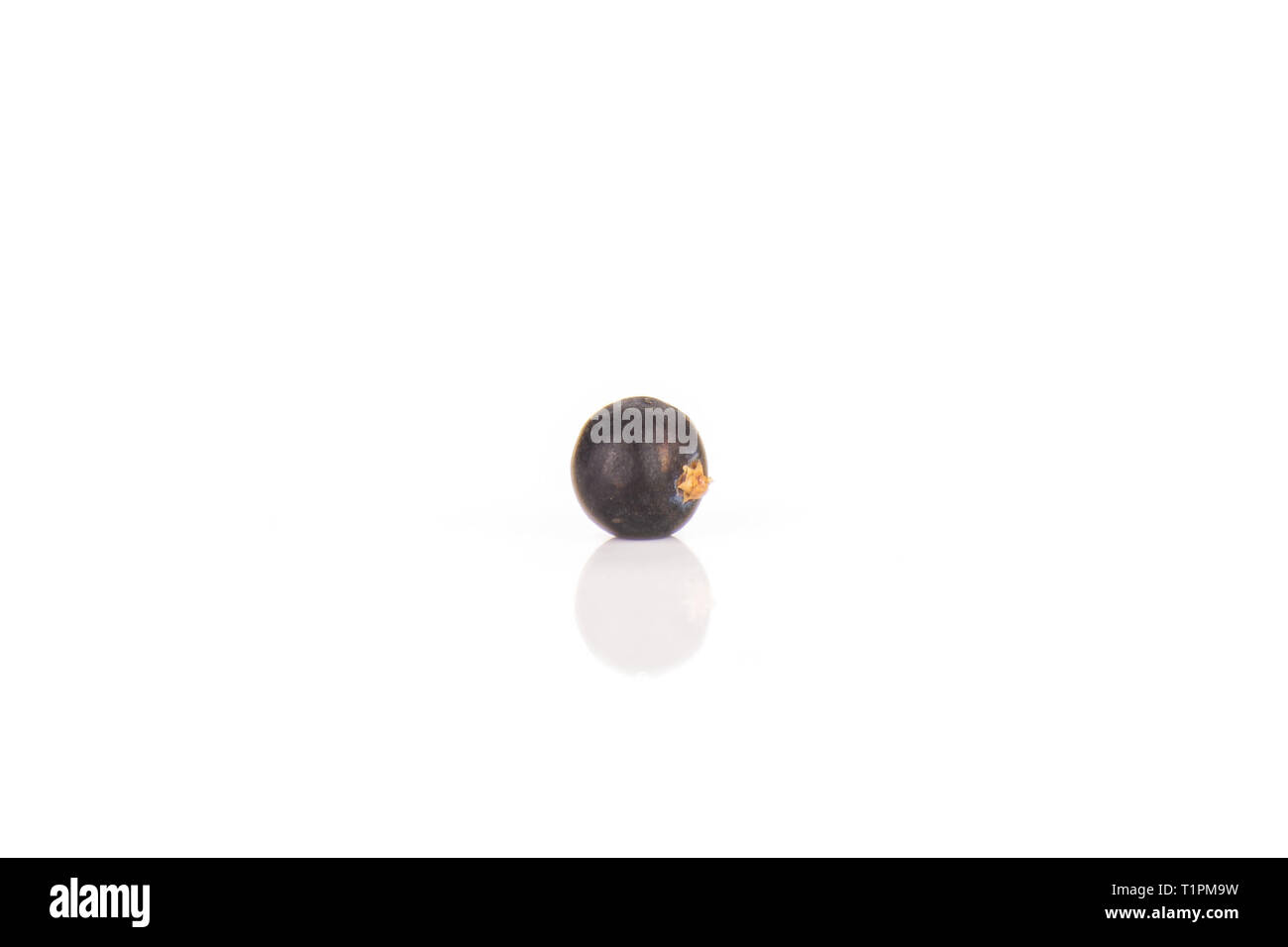 One whole dry juniper berry seed isolated on white background Stock ...